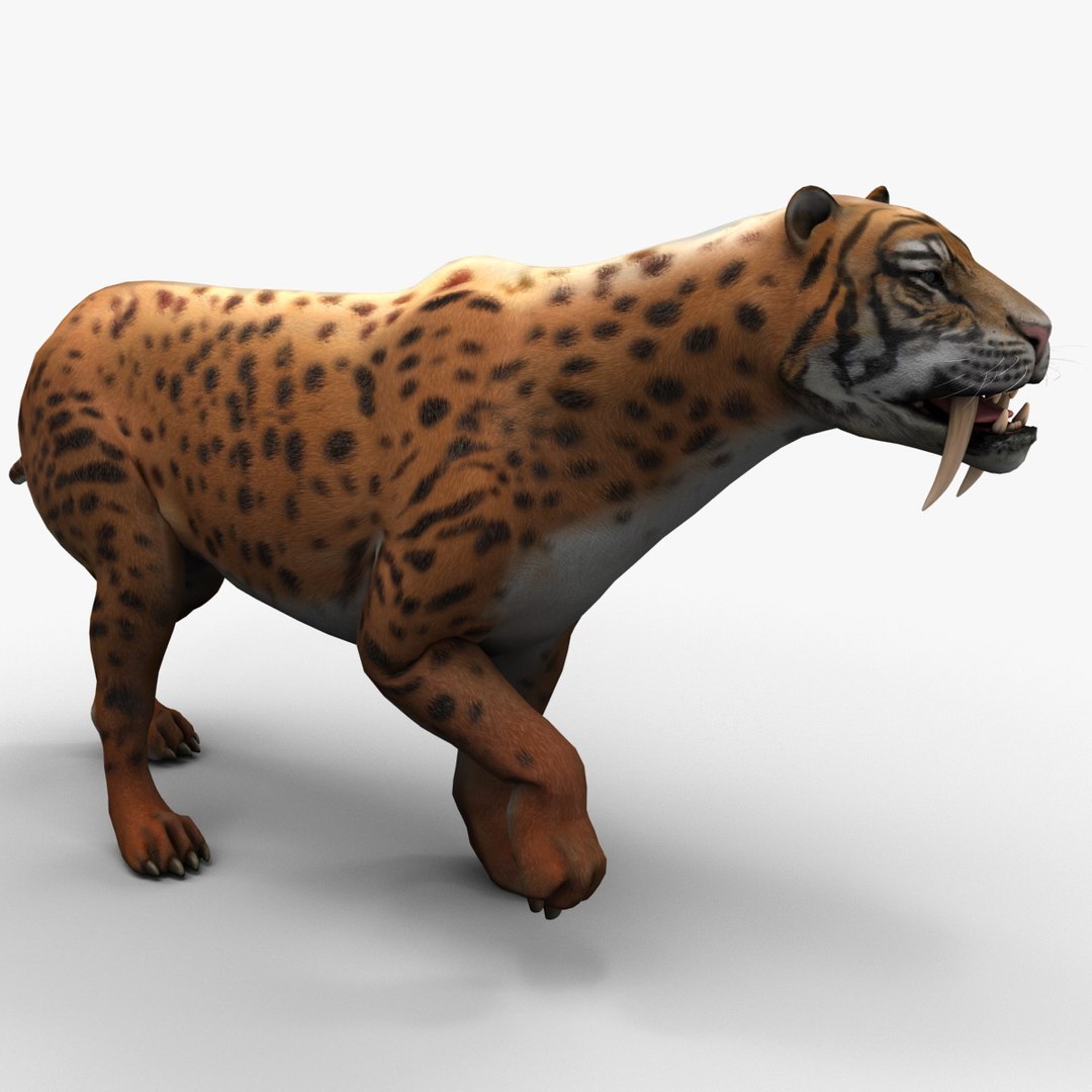 Smilodon 2 Pose 1 3d Model