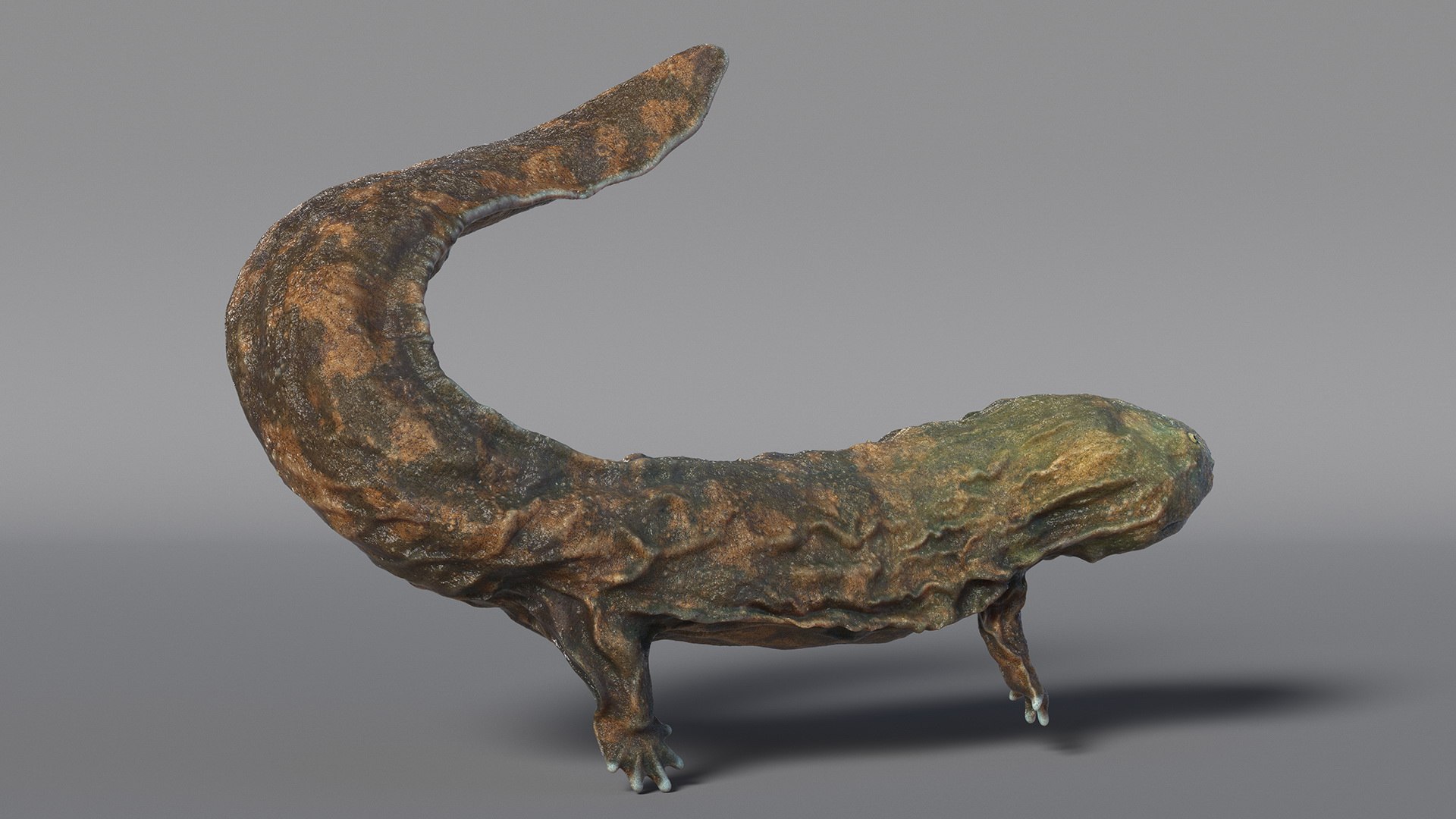 3D Aquatic Salamander Light Wet Rigged Model - TurboSquid 2241943