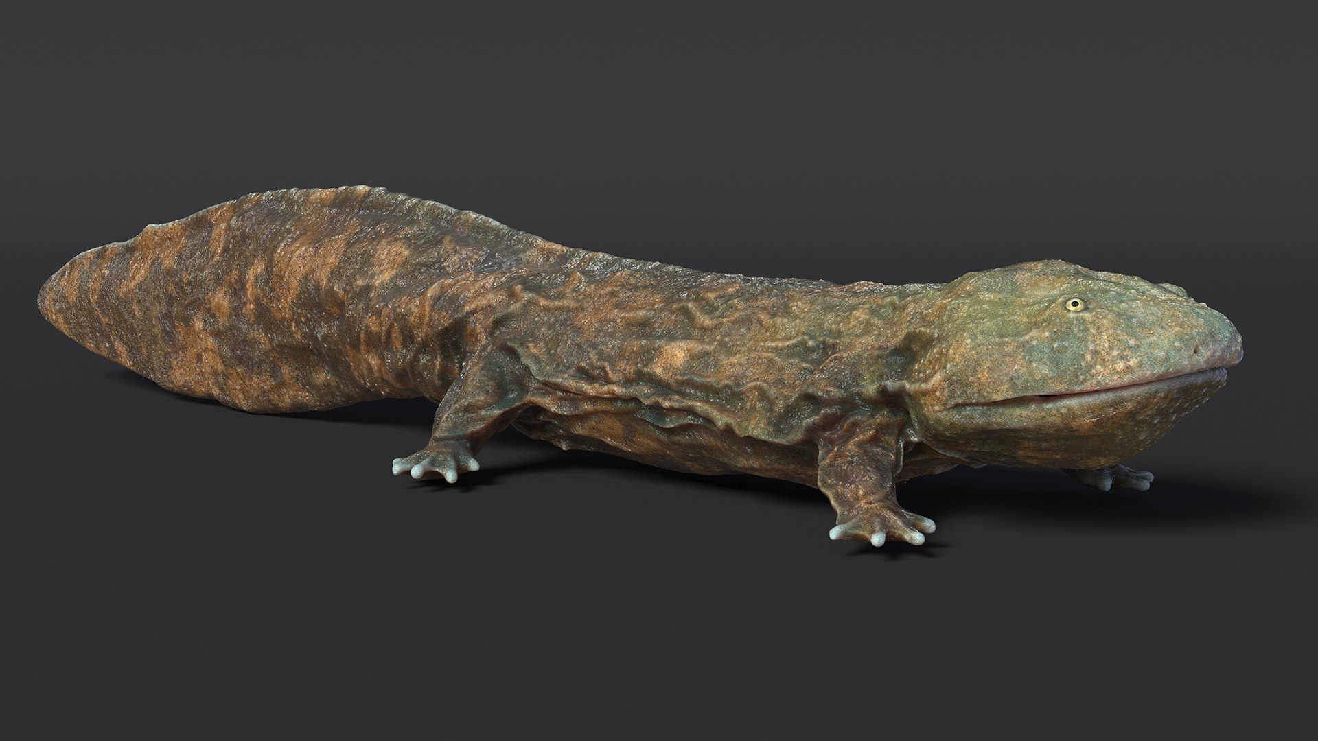 3D Aquatic Salamander Light Wet Rigged Model - TurboSquid 2241943