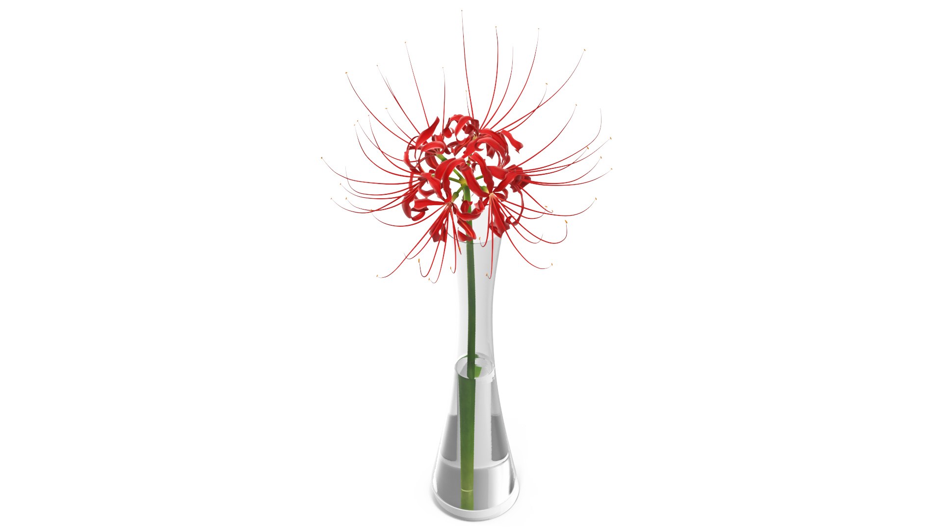 3D Lycoris Radiata In Glass Vase - TurboSquid 2044793