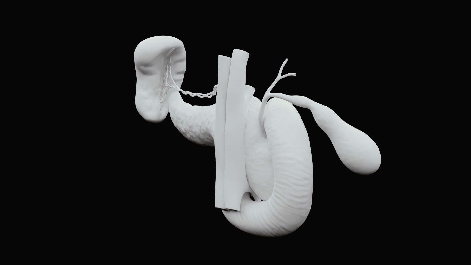 3D Pancreas Cross Section Anatomy - TurboSquid 1988153