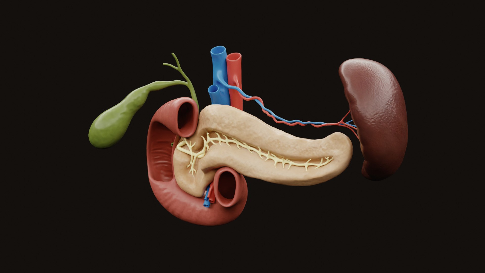 3D Pancreas Cross Section Anatomy - TurboSquid 1988153