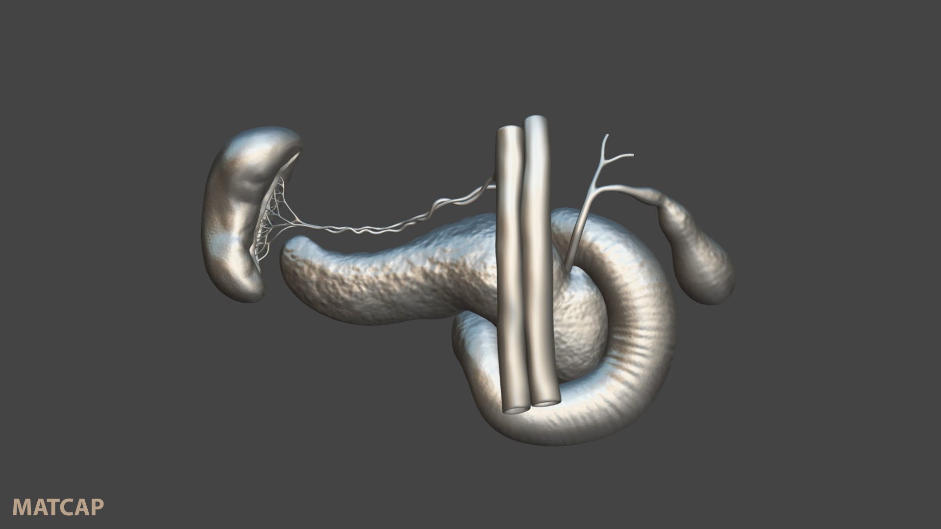 3D Pancreas Cross Section Anatomy - TurboSquid 1988153