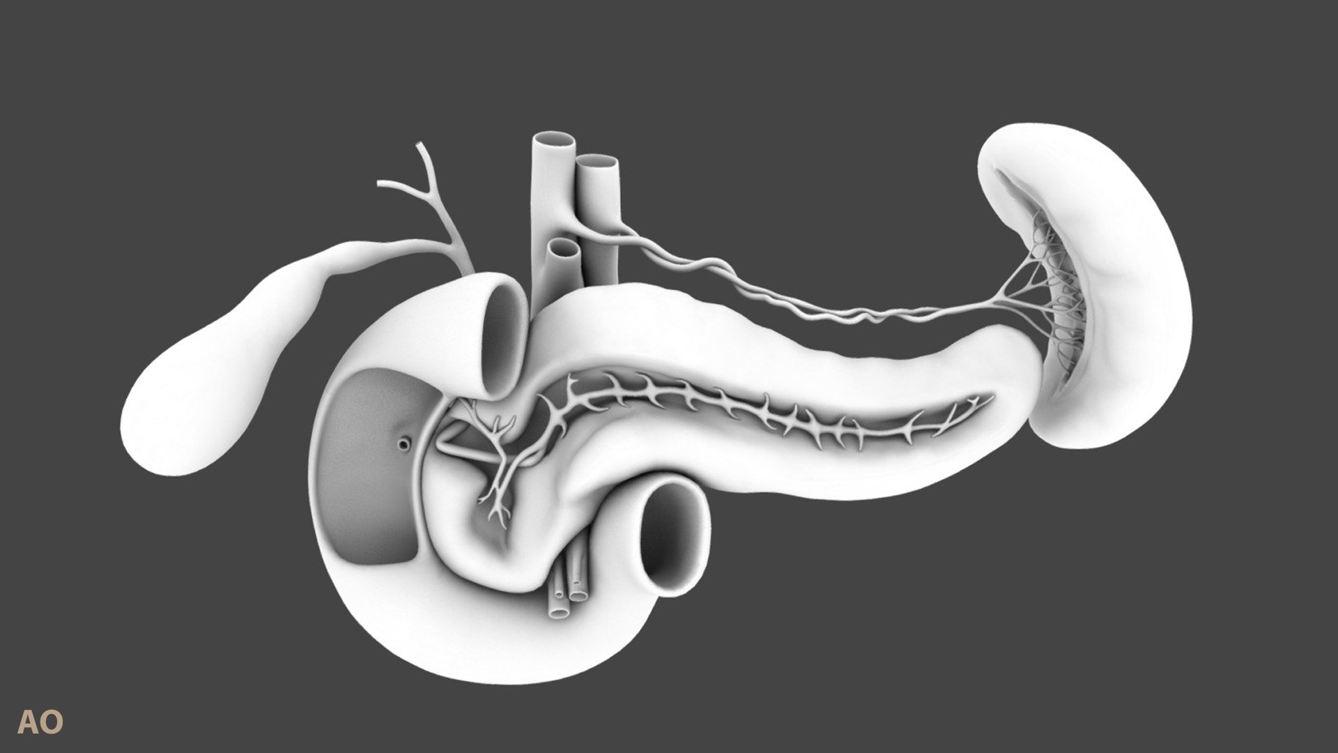 3D Pancreas Cross Section Anatomy - TurboSquid 1988153