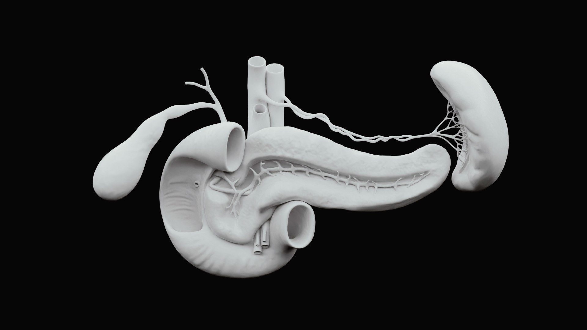3D Pancreas Cross Section Anatomy - TurboSquid 1988153