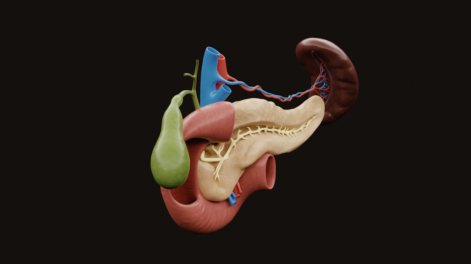 3D Pancreas Cross Section Anatomy - TurboSquid 1988153