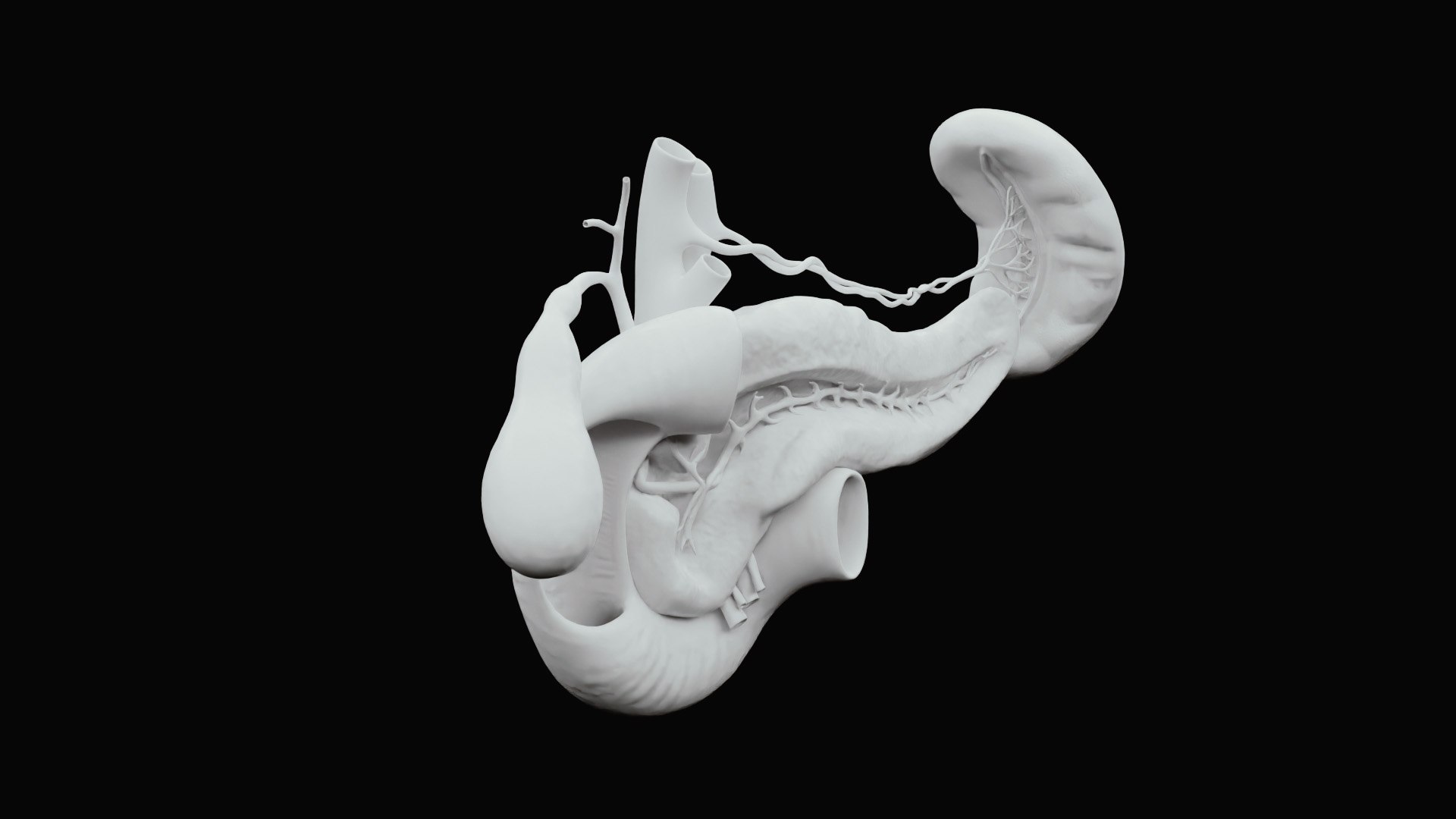 3D Pancreas Cross Section Anatomy - TurboSquid 1988153