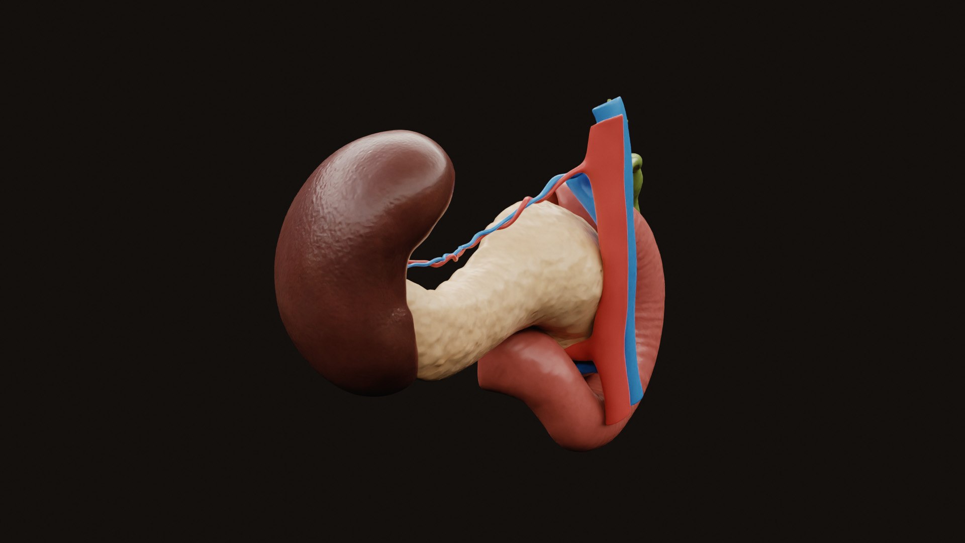 3D Pancreas Cross Section Anatomy - TurboSquid 1988153