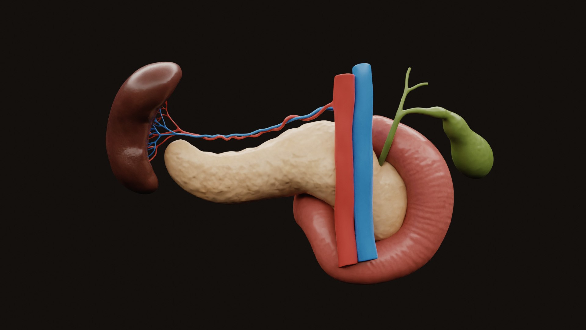 3D Pancreas Cross Section Anatomy - TurboSquid 1988153