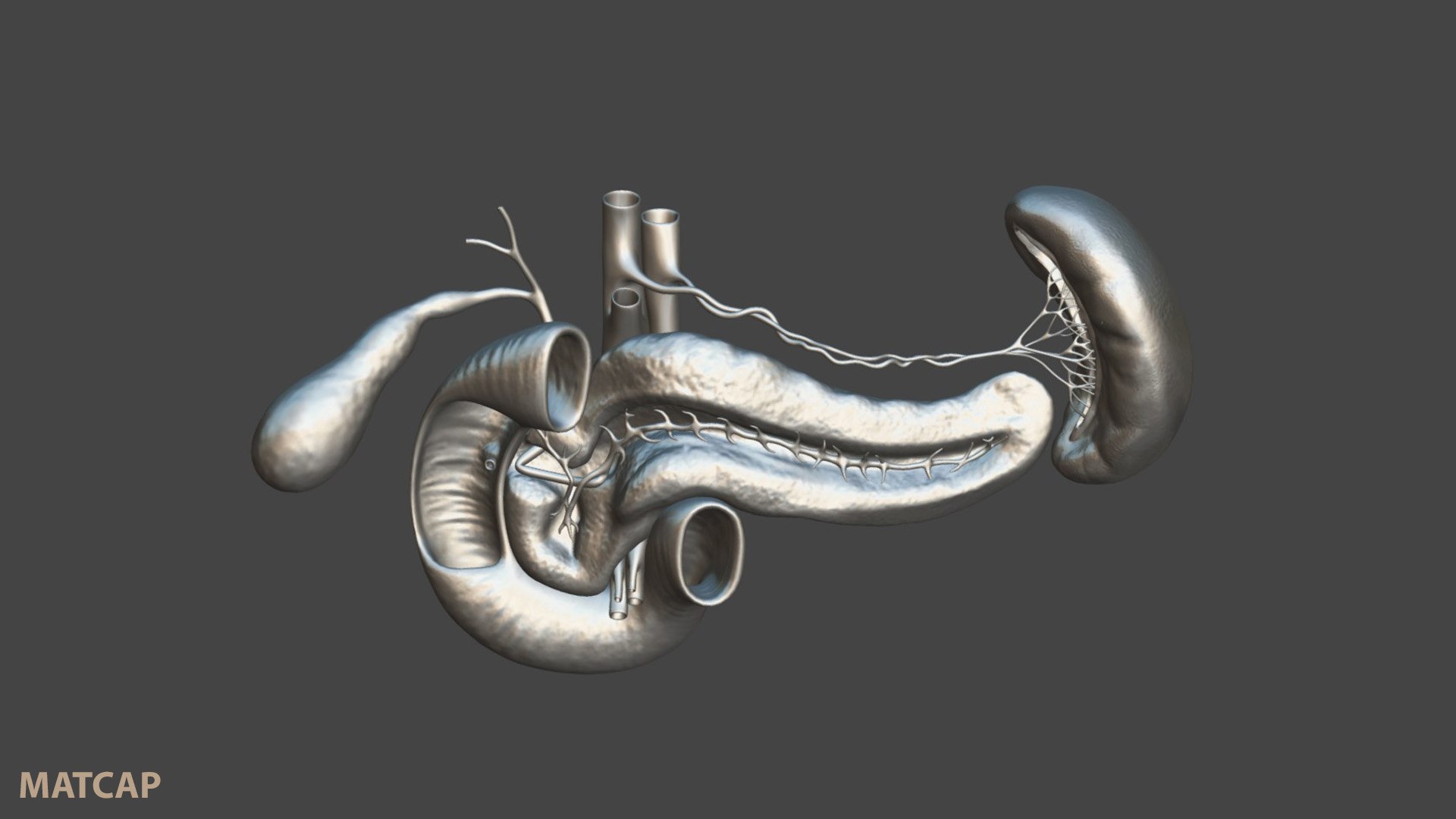 3D Pancreas Cross Section Anatomy - TurboSquid 1988153