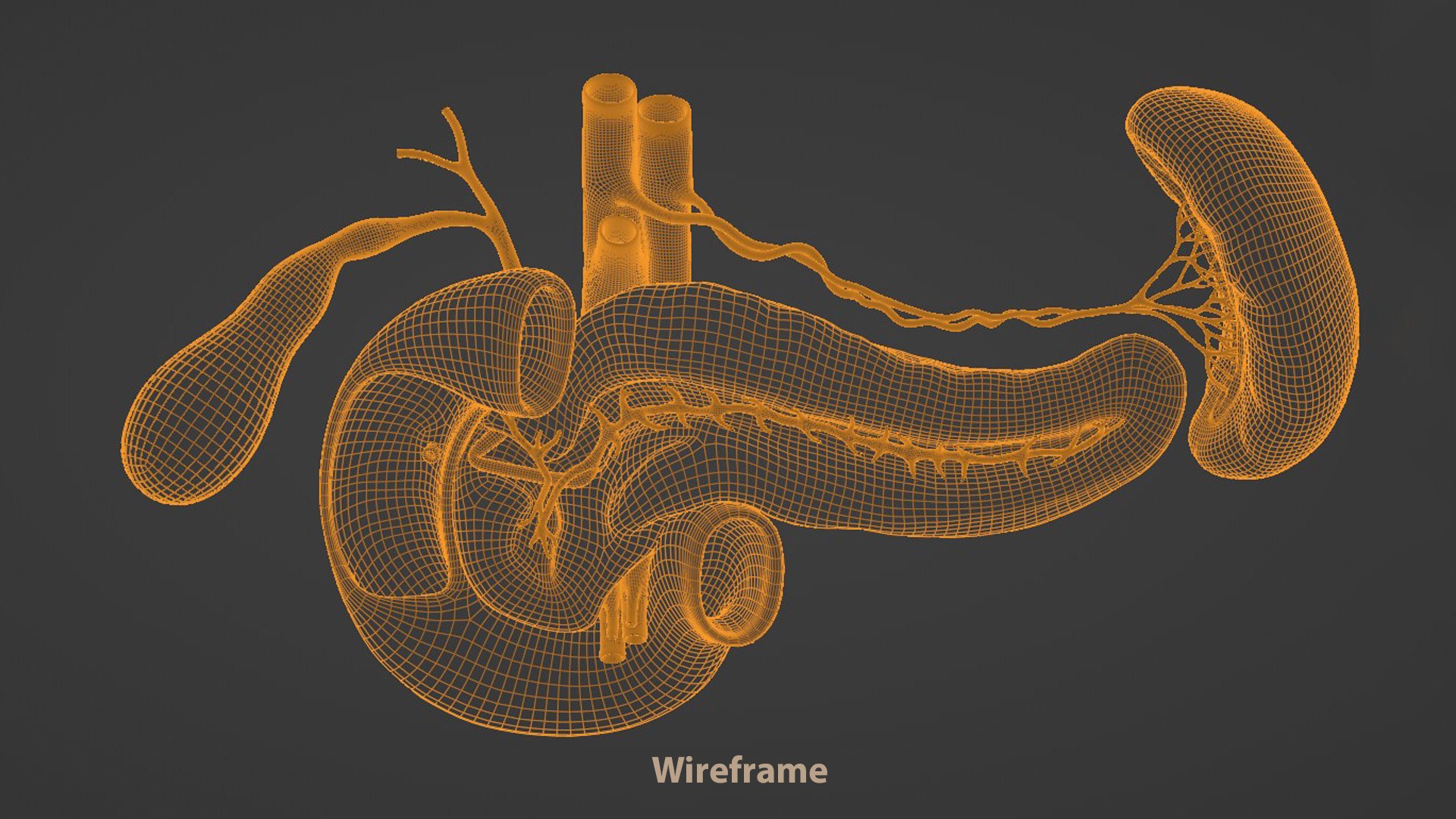 3D Pancreas Cross Section Anatomy - TurboSquid 1988153