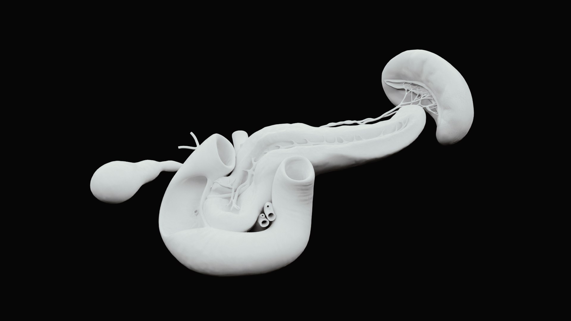 3D Pancreas Cross Section Anatomy - TurboSquid 1988153