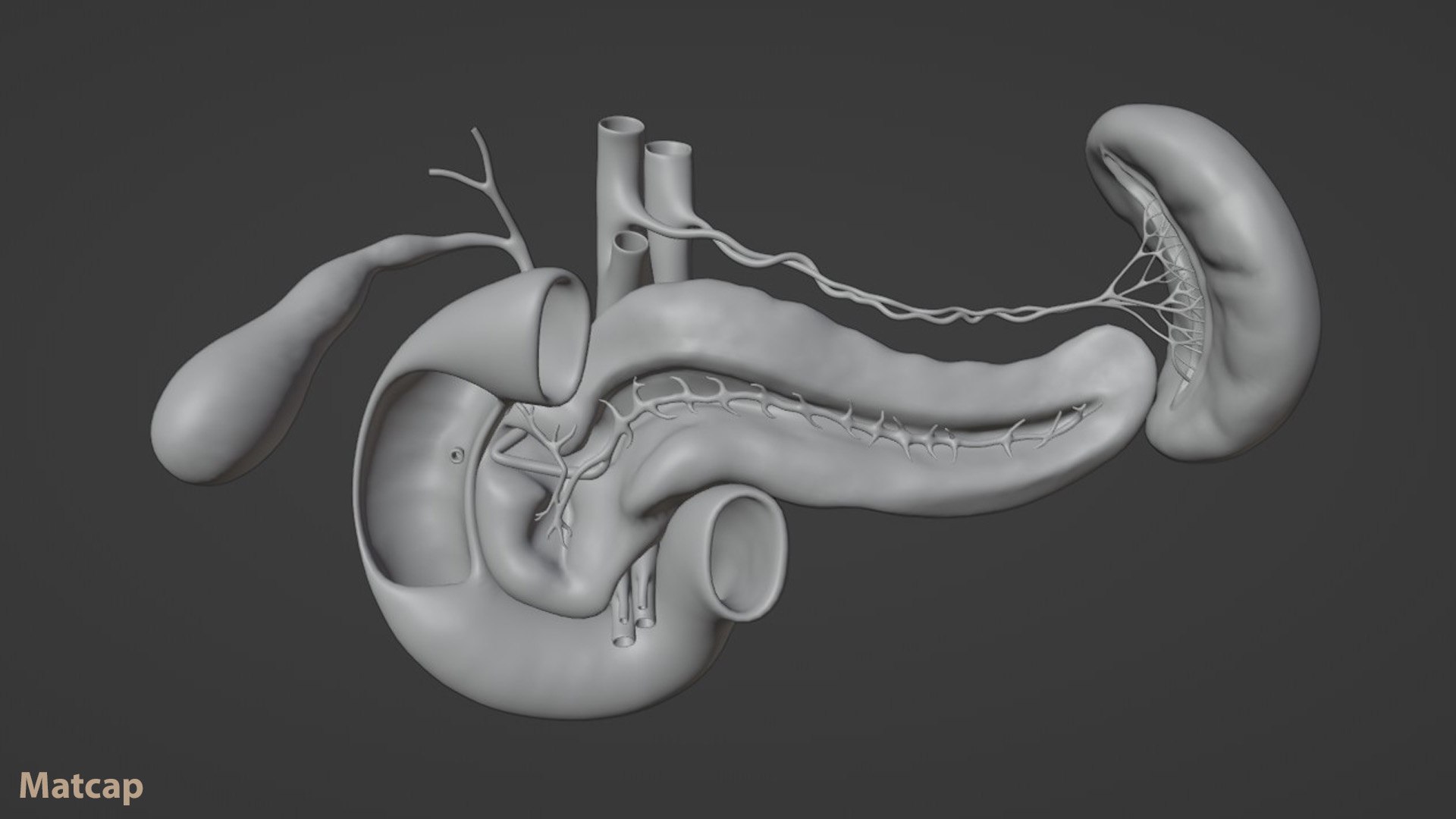 3D Pancreas Cross Section Anatomy - TurboSquid 1988153