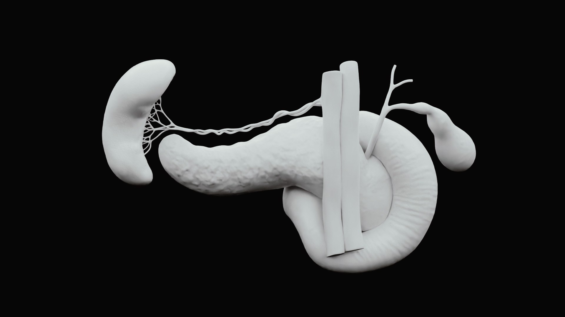 3D Pancreas Cross Section Anatomy - TurboSquid 1988153