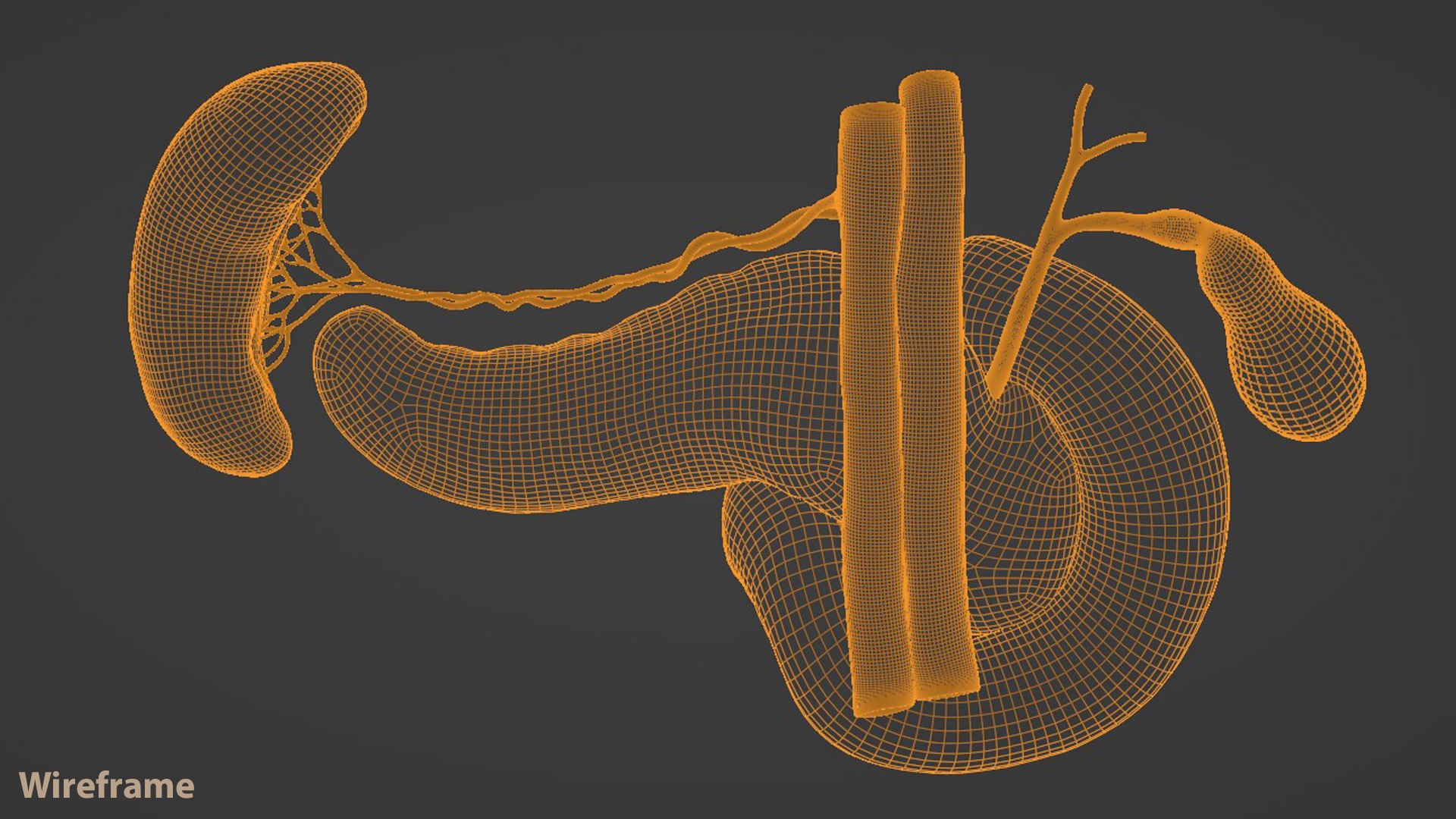 3D Pancreas Cross Section Anatomy - TurboSquid 1988153
