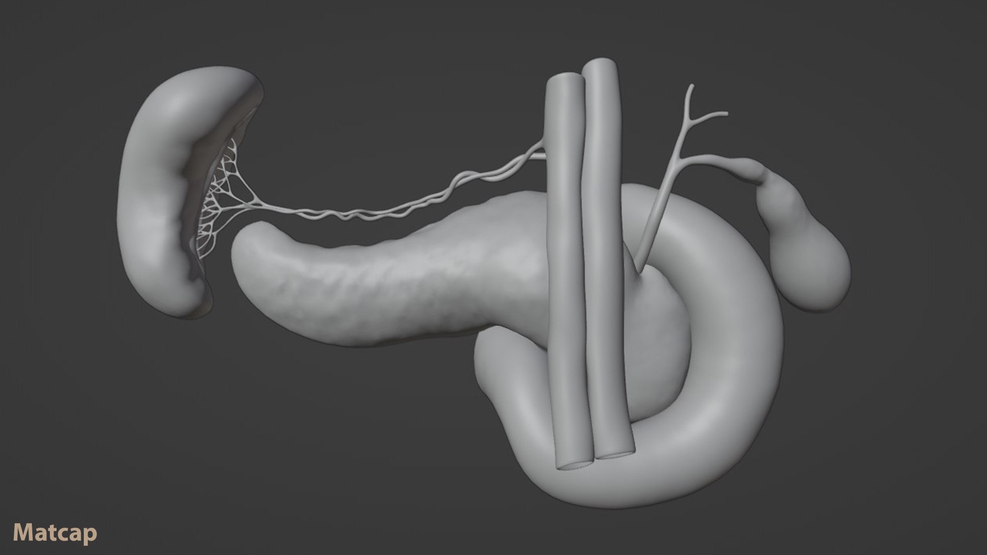 3D Pancreas Cross Section Anatomy - TurboSquid 1988153