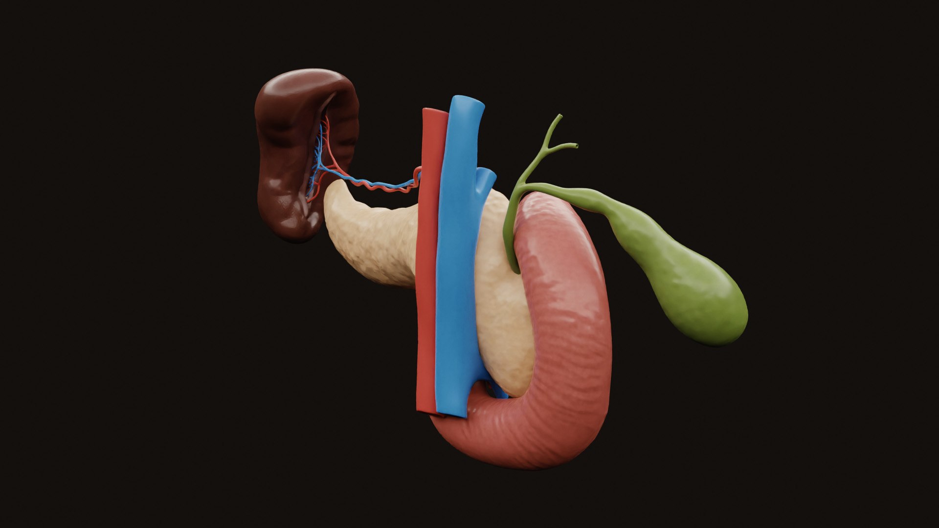 3D Pancreas Cross Section Anatomy - TurboSquid 1988153
