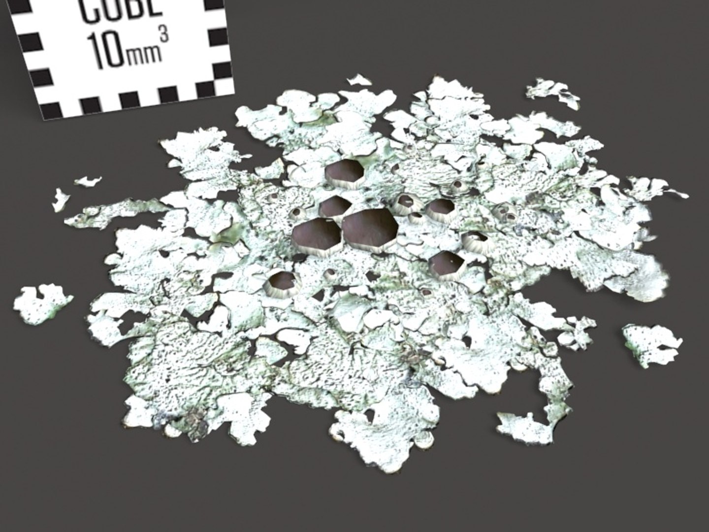 Lichen Set Type 01 3d Model