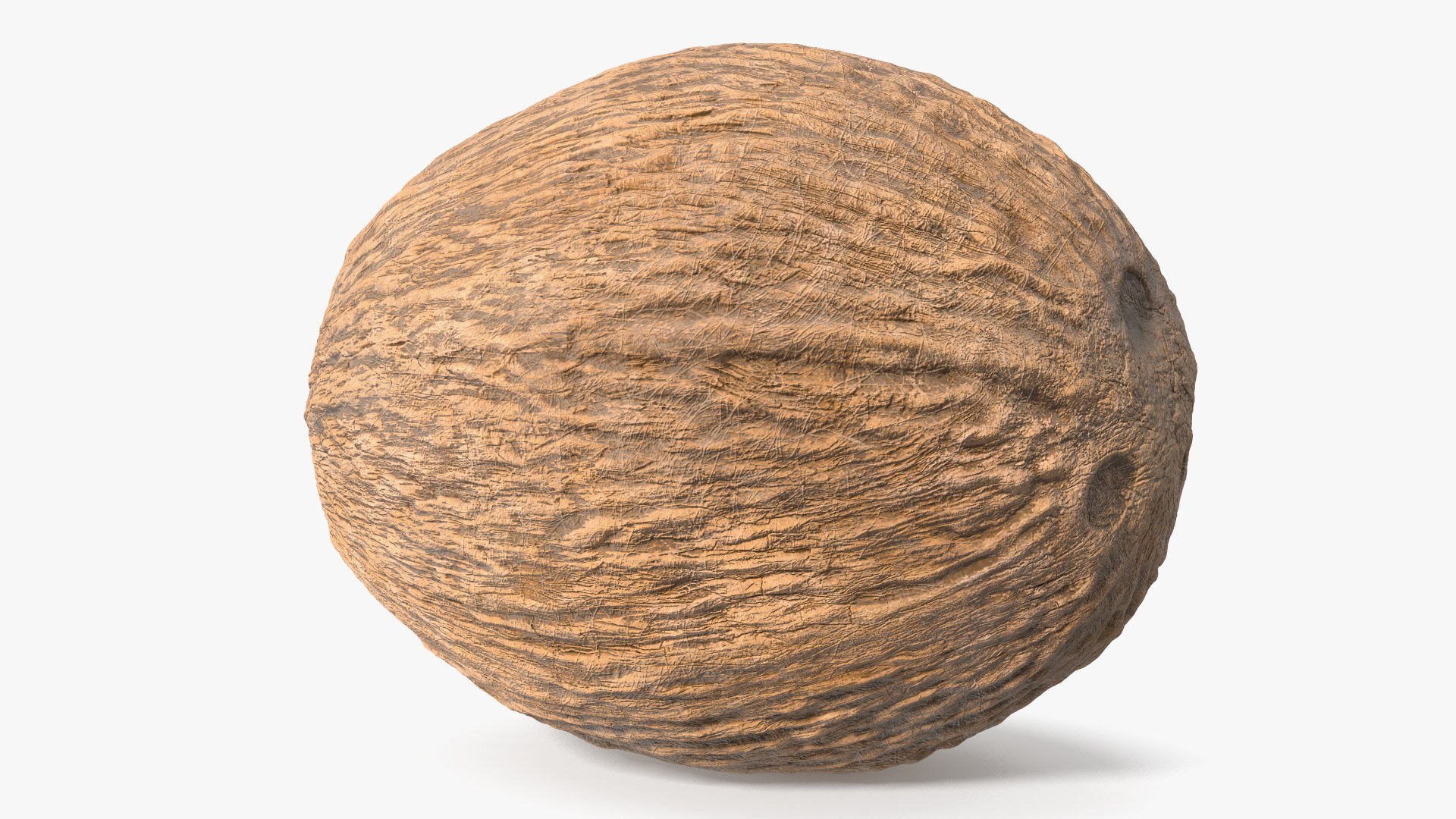 3D Coconut Model - TurboSquid 2396558