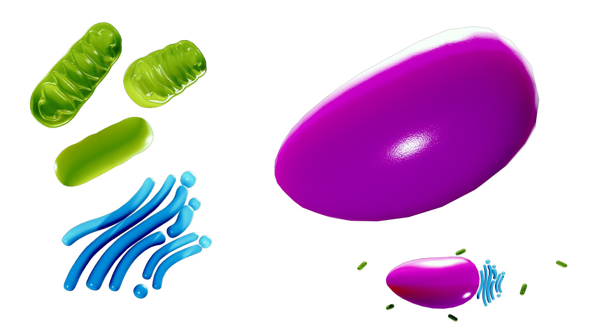 Osteocyte Bone Cell 3D Model - TurboSquid 2135529