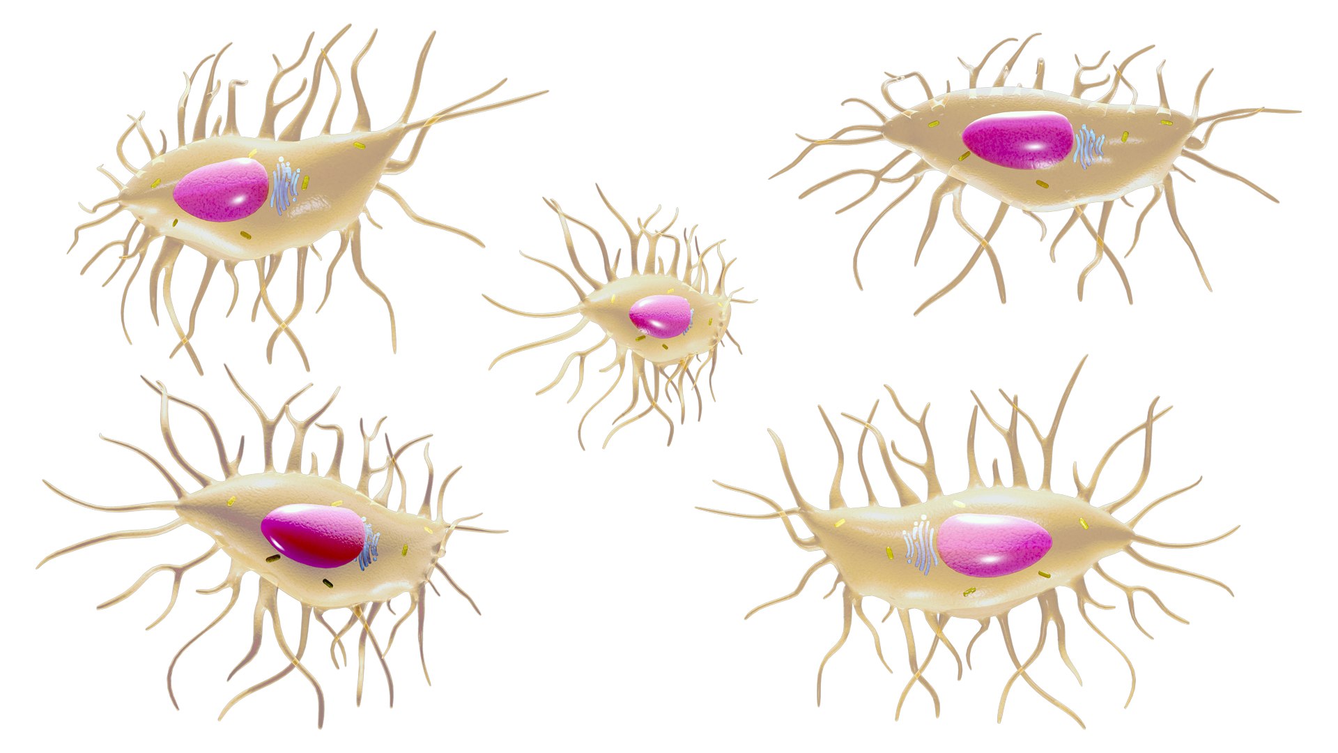 Osteocyte Bone Cell 3D Model - TurboSquid 2135529