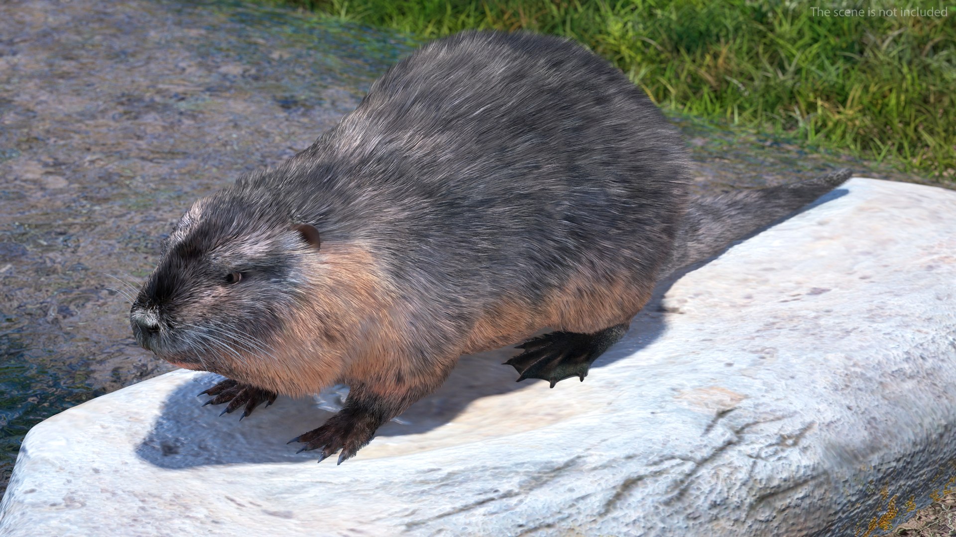 3D Nutria Fur - TurboSquid 2180759