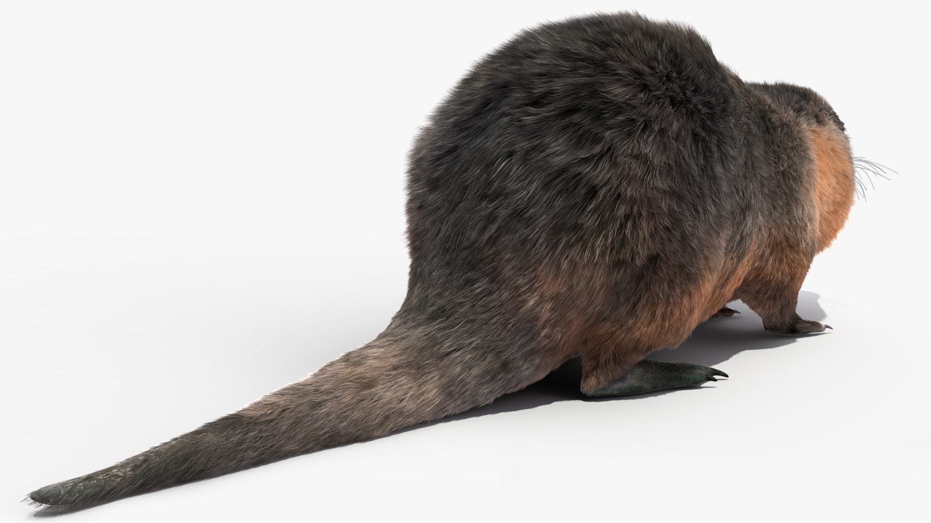 3D Nutria Fur - TurboSquid 2180759