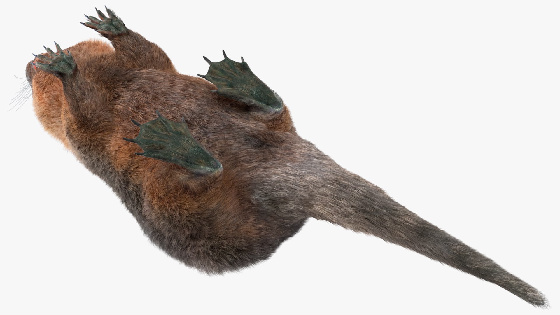3D Nutria Fur - TurboSquid 2180759