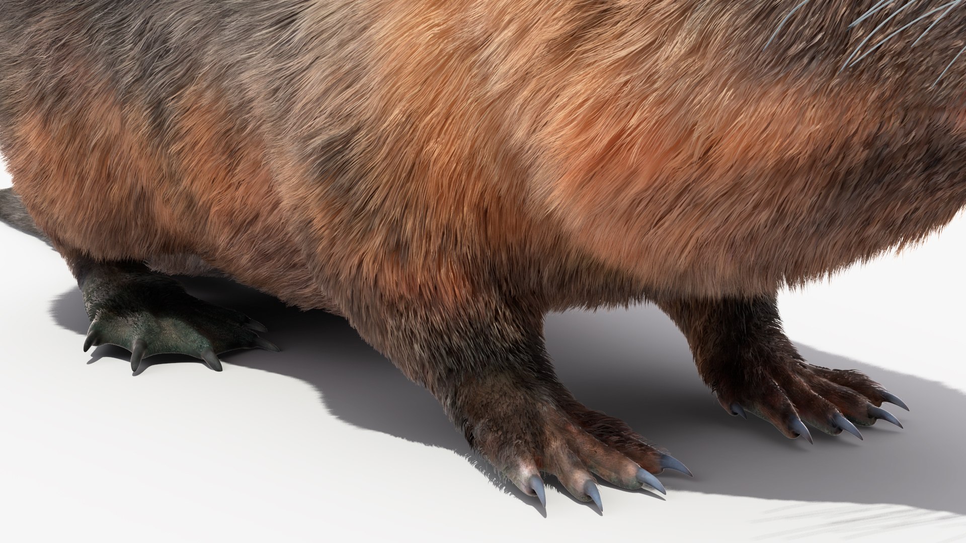 3D Nutria Fur - TurboSquid 2180759