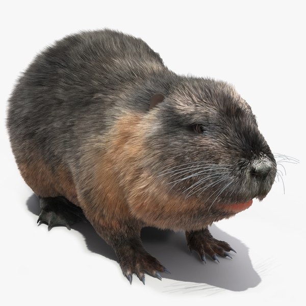 modelo 3d Piel de nutria - TurboSquid 2180759