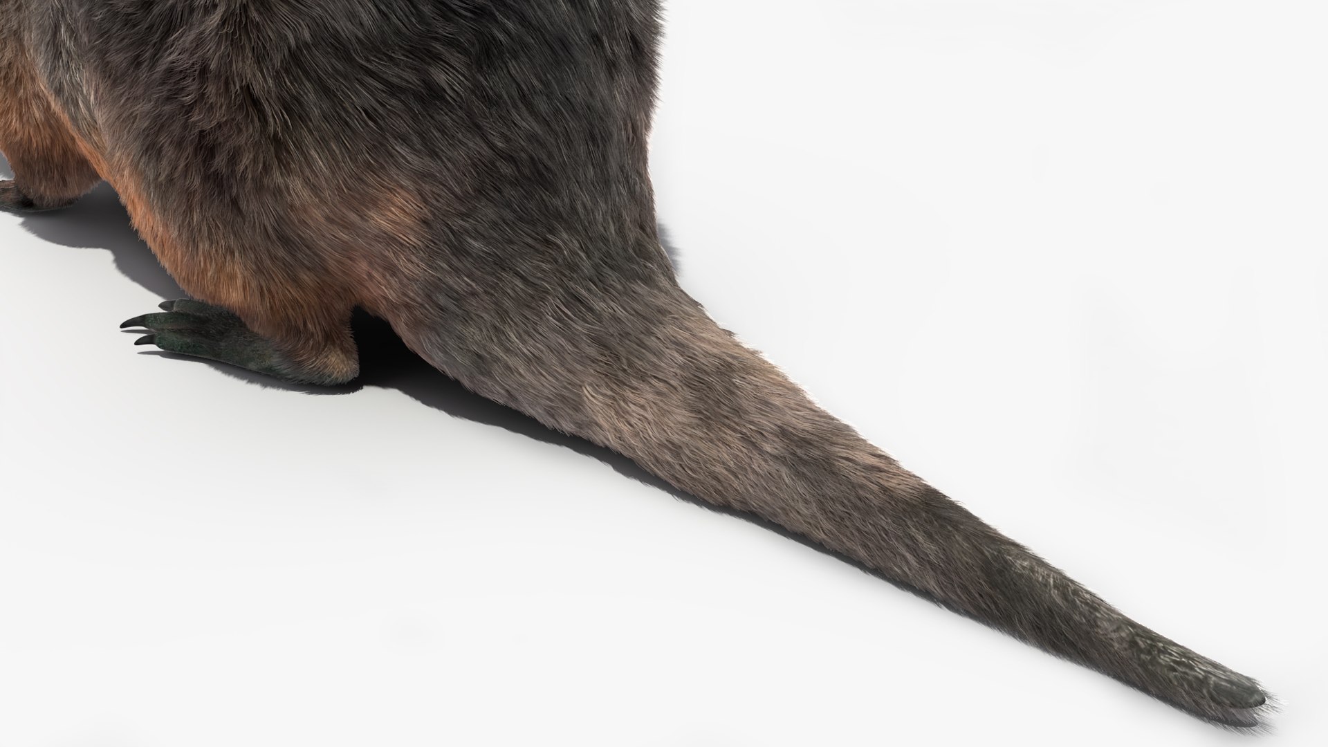 3D Nutria Fur - TurboSquid 2180759