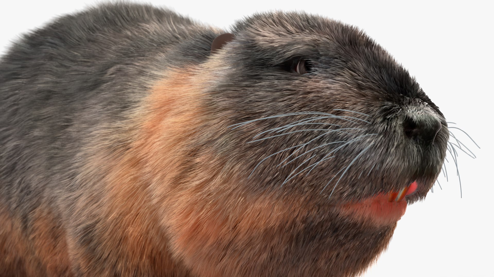 3D Nutria Fur - TurboSquid 2180759