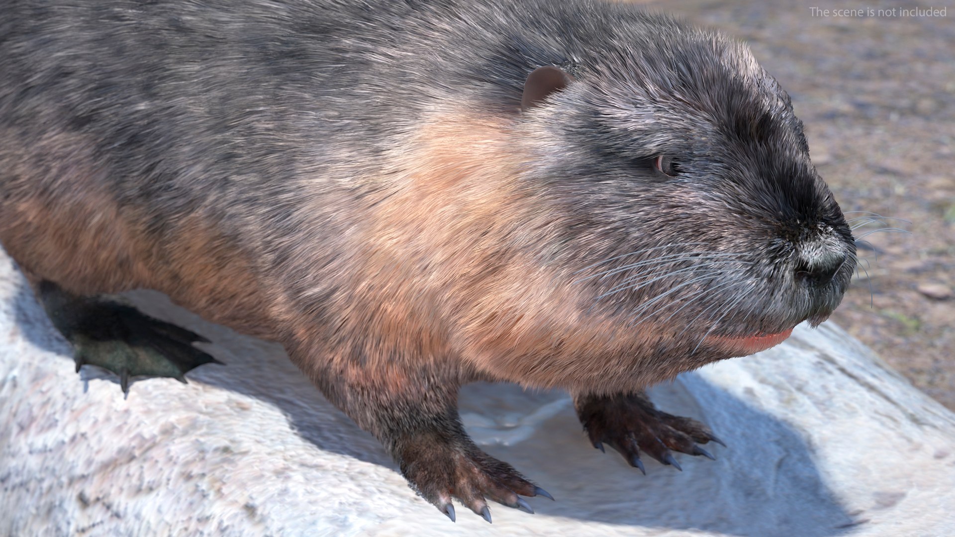 3D Nutria Fur - TurboSquid 2180759