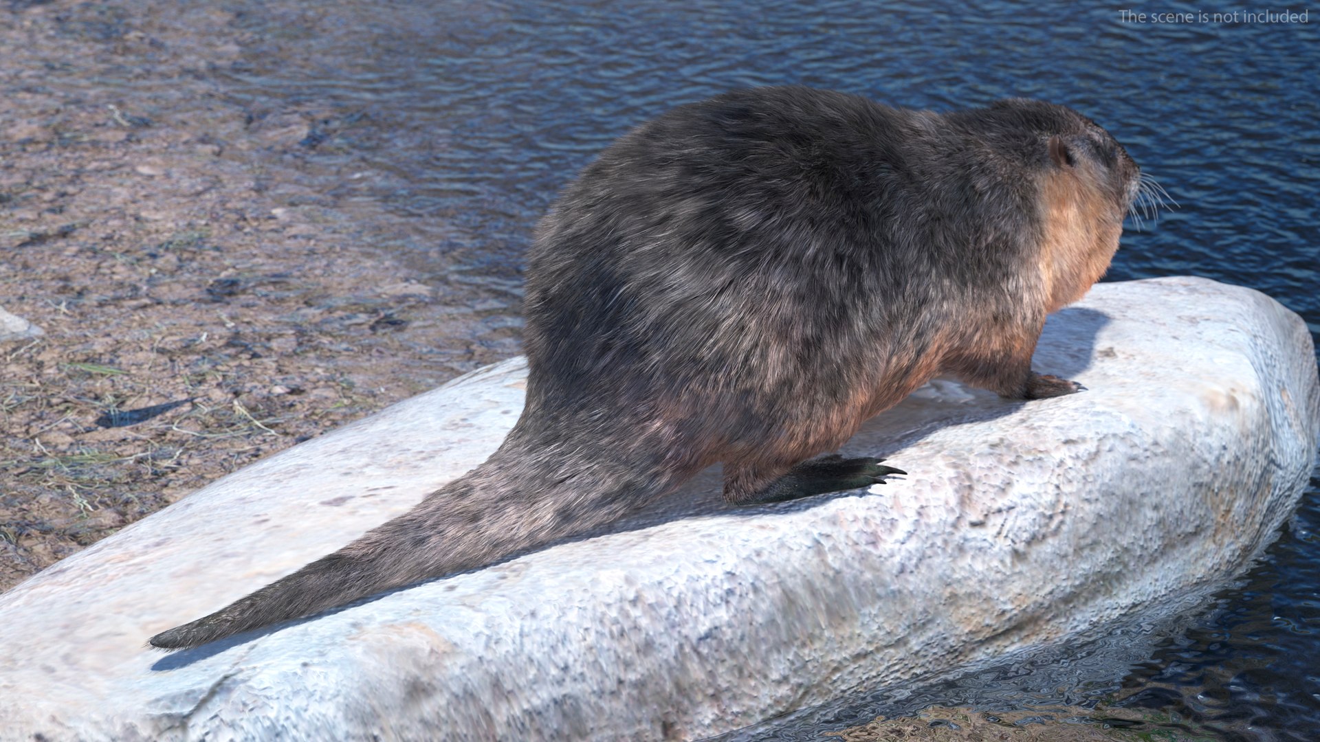 3D Nutria Fur - TurboSquid 2180759