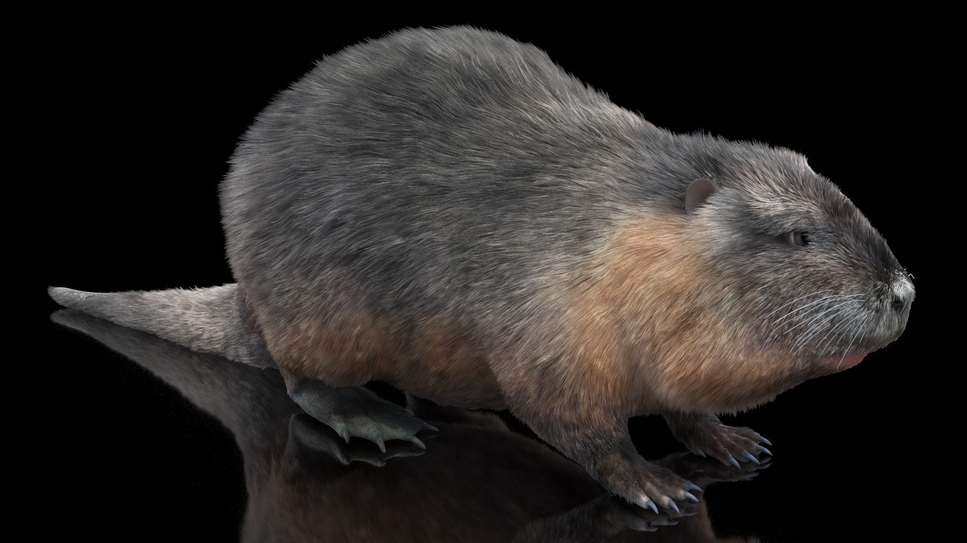 3D Nutria Fur - TurboSquid 2180759