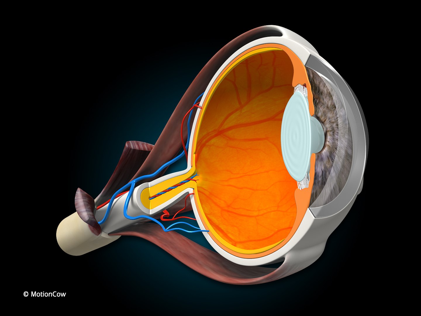 Cross Sectional Human Eye 3d Model