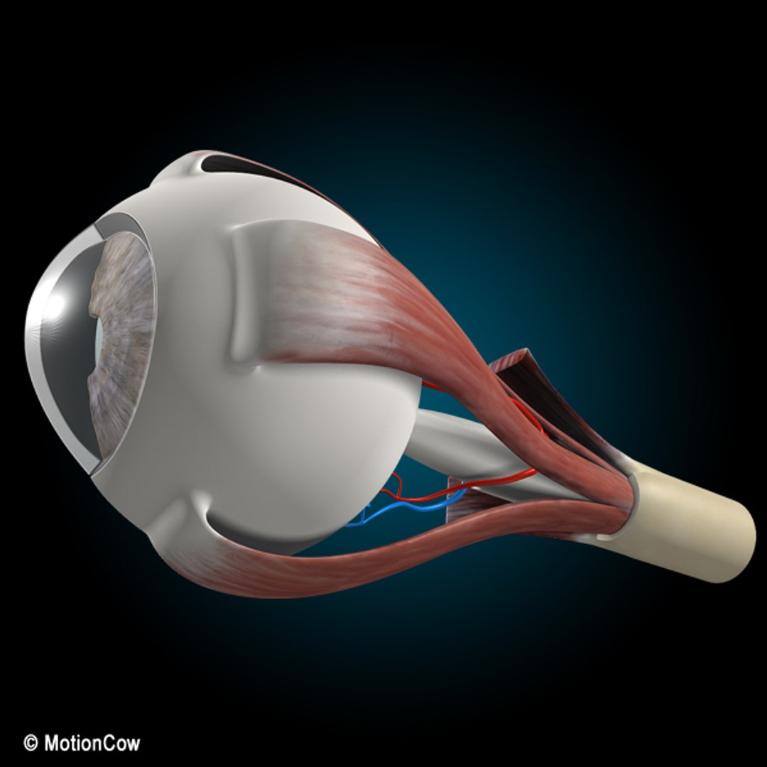 Cross Sectional Human Eye 3d Model