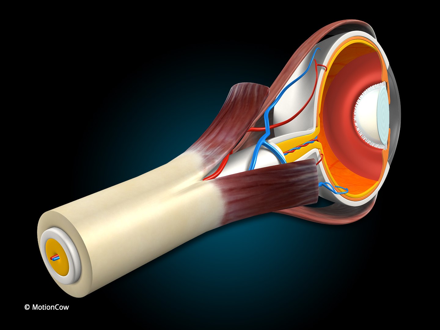 Cross Sectional Human Eye 3d Model