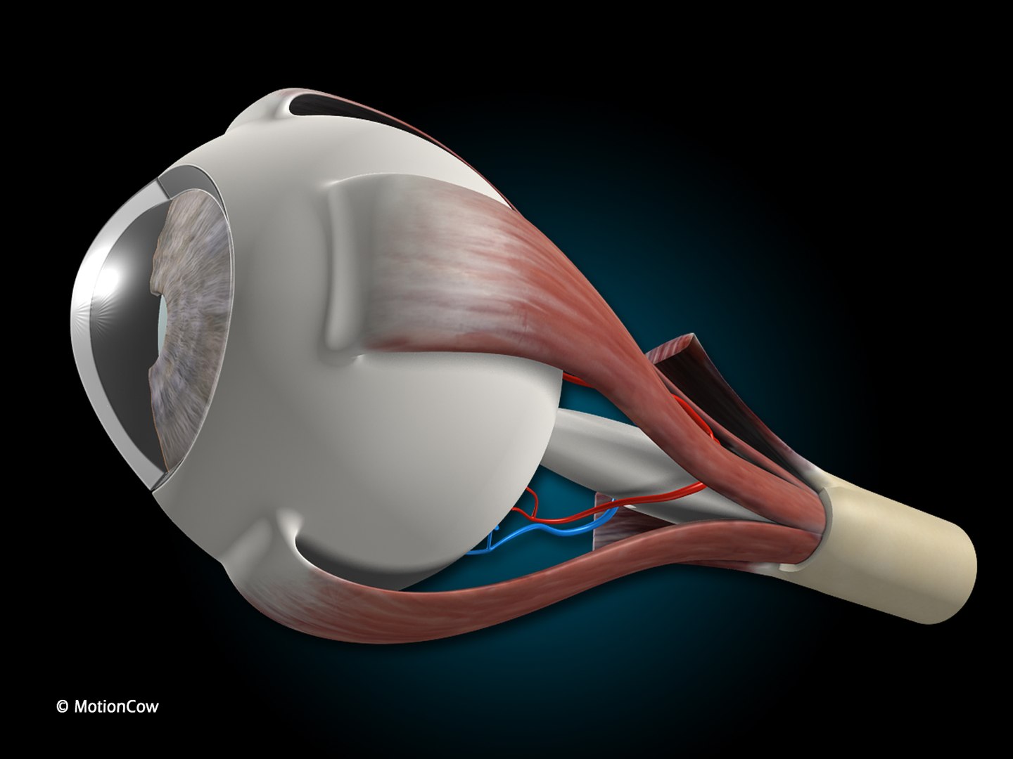 Cross Sectional Human Eye 3d Model