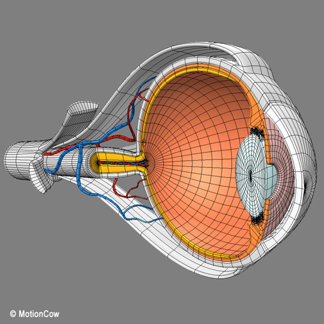 Cross Sectional Human Eye 3d Model