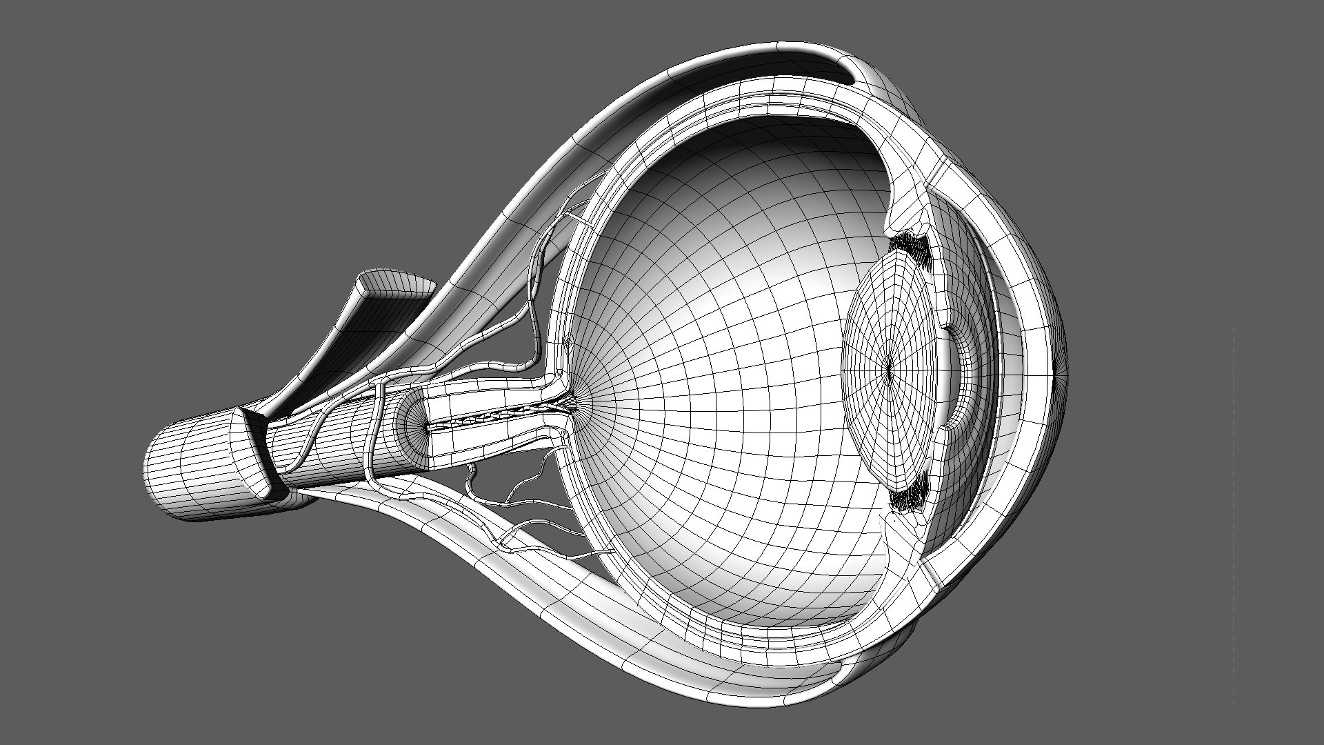 Cross Sectional Human Eye 3d Model