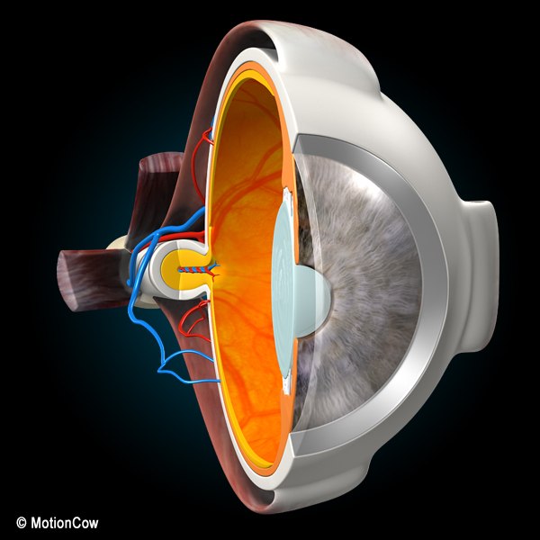 cross sectional human eye 3d model