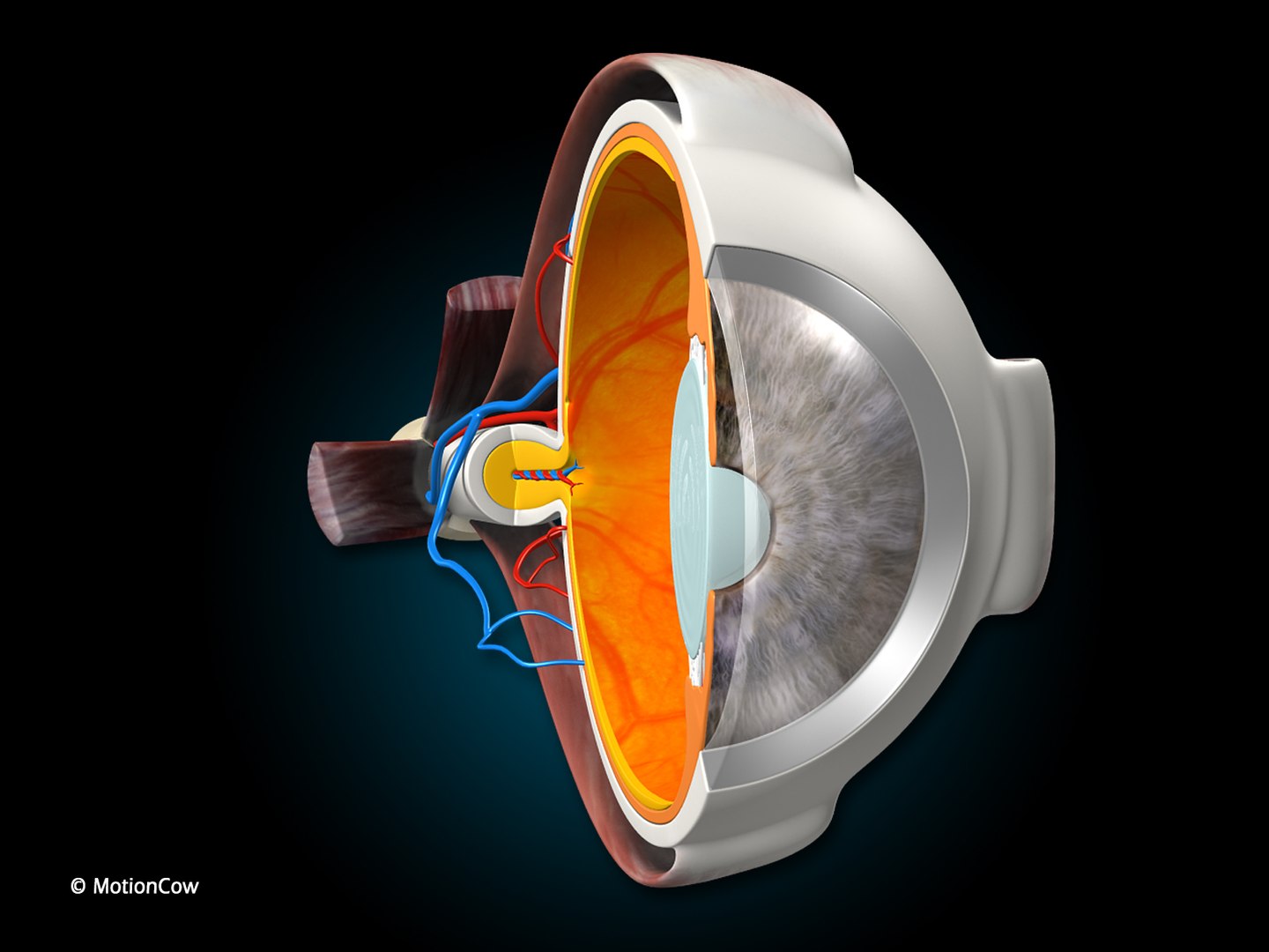 Cross Sectional Human Eye 3d Model