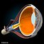 Cross Sectional Human Eye 3d Model