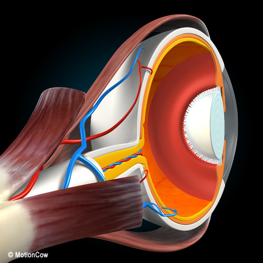 Cross Sectional Human Eye 3d Model