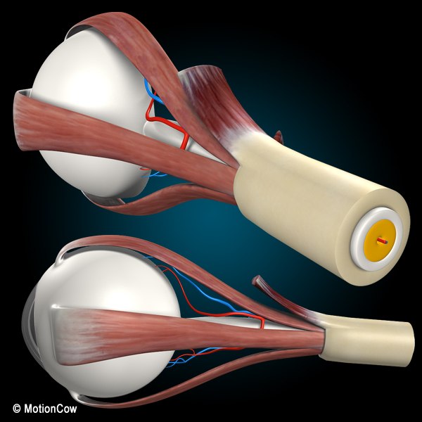 cross sectional human eye 3d model