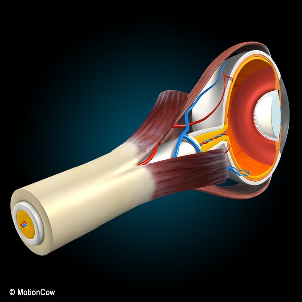 cross sectional human eye 3d model