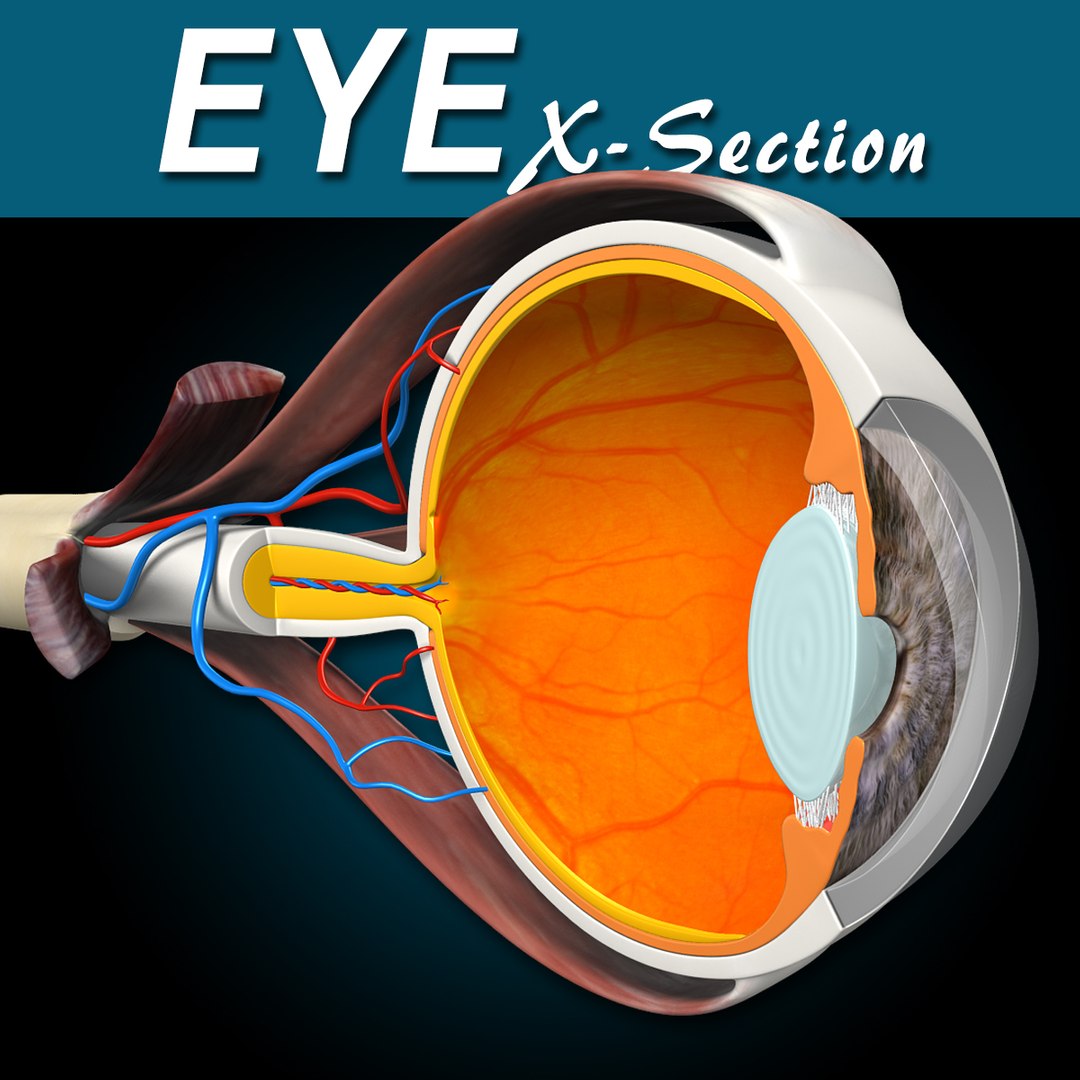 Cross Sectional Human Eye 3d Model