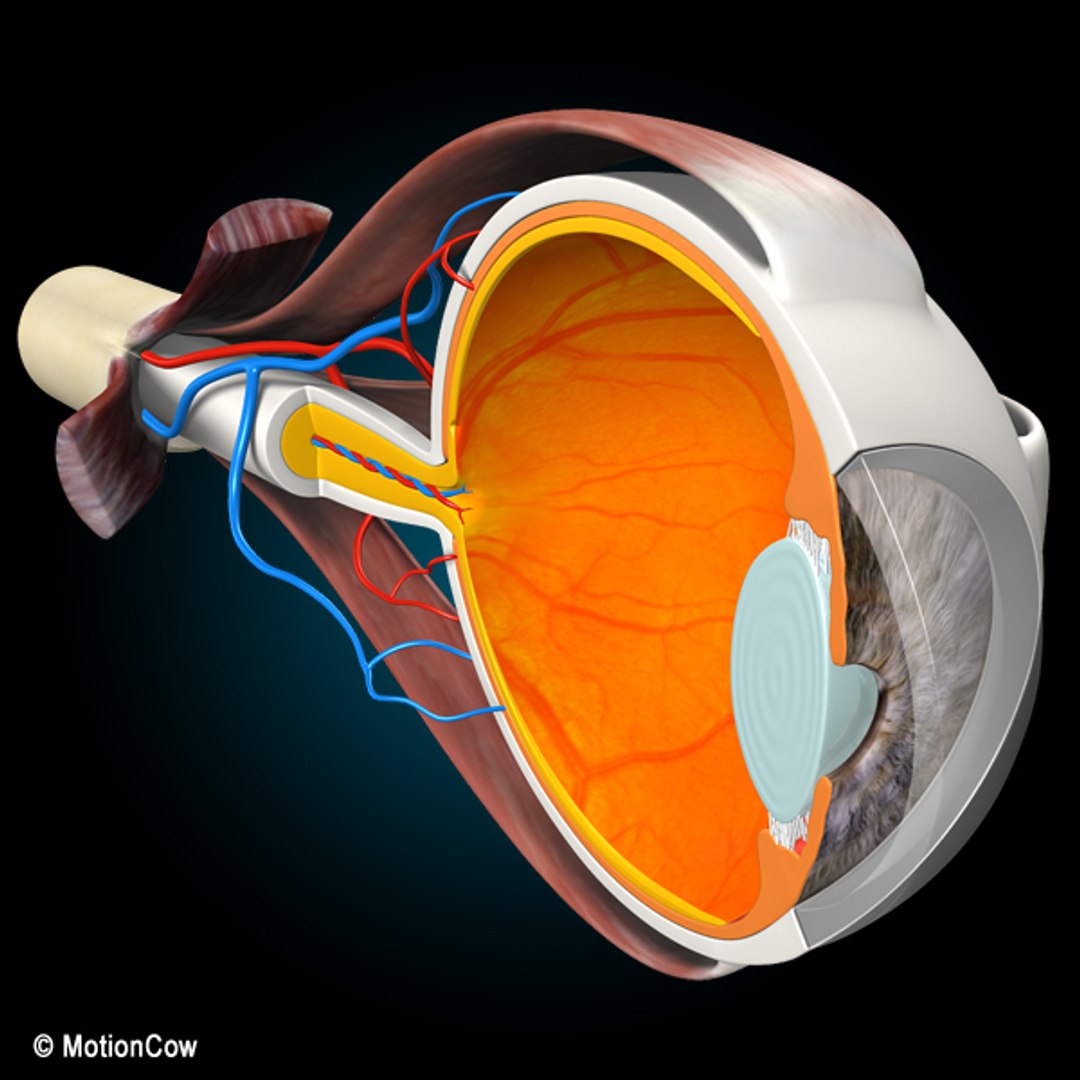 Cross Sectional Human Eye 3d Model