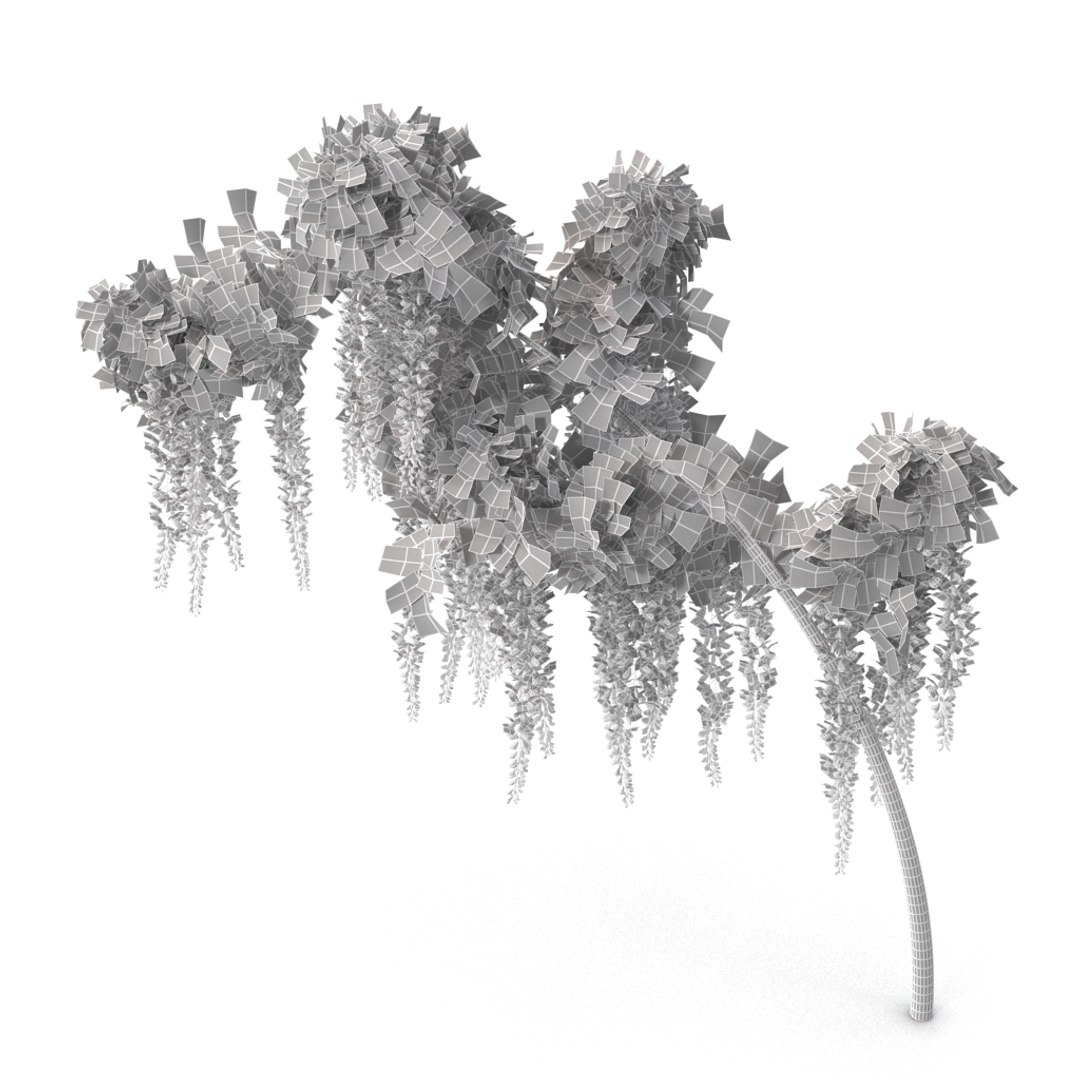 3d Wisteria Flowers Model
